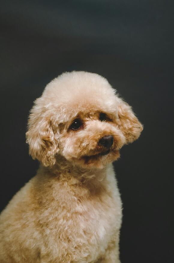 The 13 Smartest Dog Breeds That Outthink Their Owners - NewsBreak