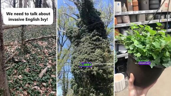 Expert issues stark warning over dangerous plant sold at nearly every ...