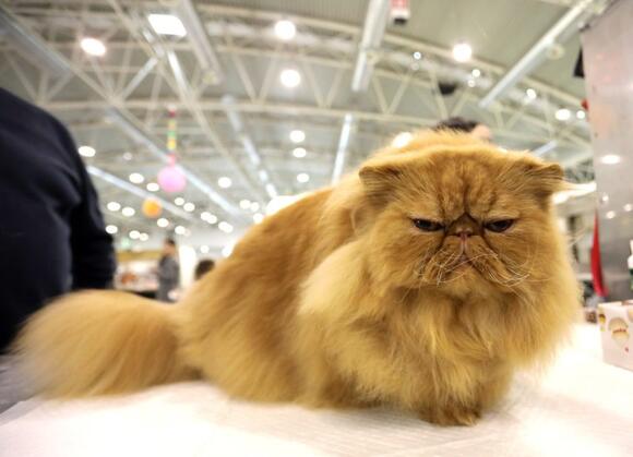 10 Best TV Commercials Featuring Cats - NewsBreak