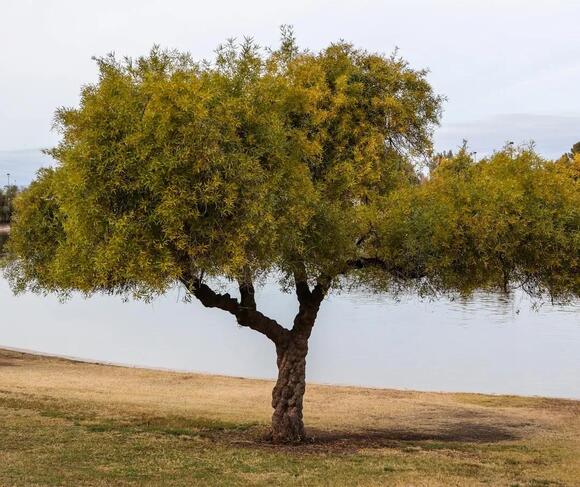 Want to Beat the Valley Heat? Plant These 5 Canopy Trees for Instant ...