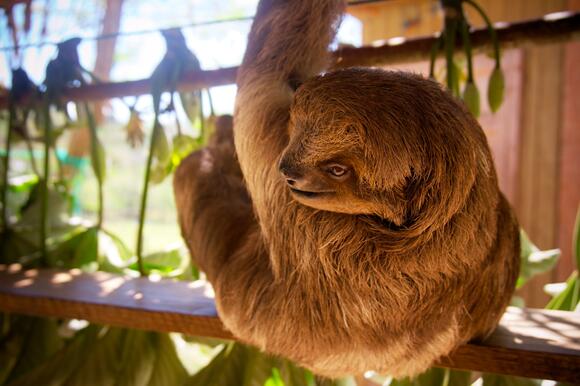 Sloths Don’t Sleep That Much — They’re Just Slow All the Time - NewsBreak