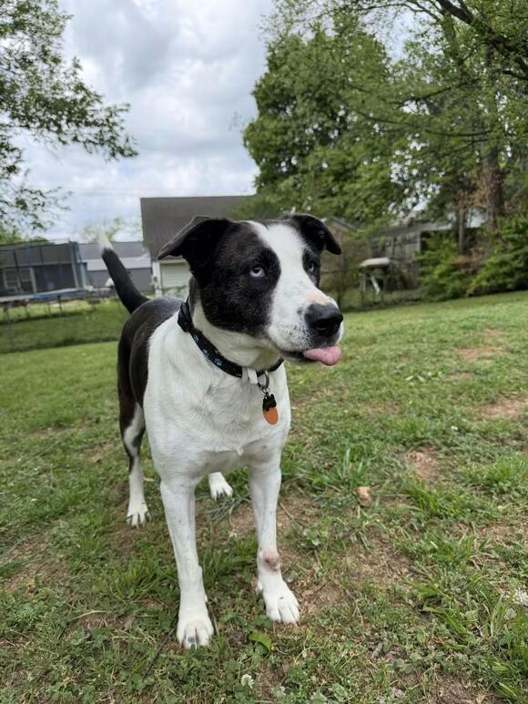 🐶 Playful, Loyal & Loving Dogs Ready for Adoption in Huntsville - NewsBreak