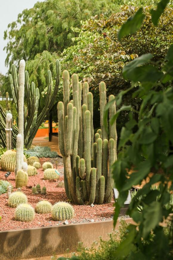Cactus Logic: How Spines, Slime, and Shape Beat the Desert Heat - NewsBreak