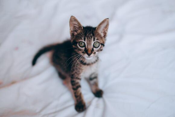 Cat Saves Baby from Dangerous Fall Down Stairs in Viral Video - NewsBreak