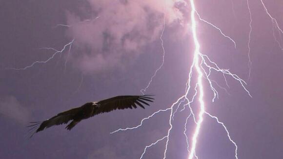 The Thunderbird: North America’s Legendary Sky Spirit - NewsBreak