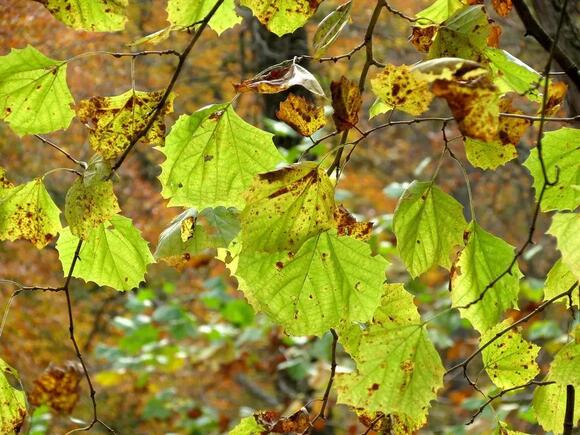 10 Native US Trees That Secretly Help Wildlife Survive Heatwaves ...