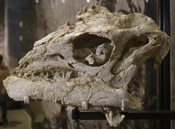 Stygimoloch: The Spiked Enigma That Might Not Be a Species at All ...