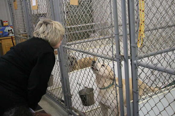 Meijer donates $10,000 to support local animal shelters - NewsBreak