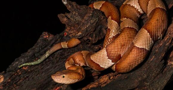 How to Identify a Copperhead: The 5 Step Guide (With Pictures) - NewsBreak