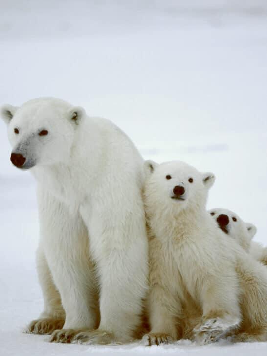 40 Animals That Can Run Faster Than a Car - NewsBreak