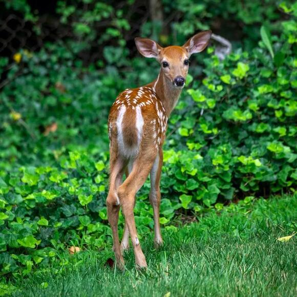 Baby Deer - NewsBreak