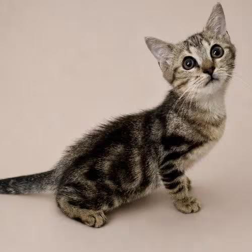 🐱 Playful Oviedo Cats Ready to Join Your Family - NewsBreak