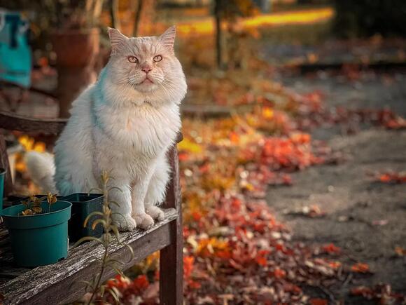 10 Cat Breeds Perfect for Minnesota Living: Complete Profiles - NewsBreak