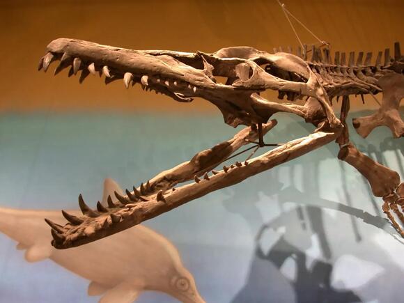 Which Dinosaur Had the Strongest Bite Force? The Science Behind Ancient ...