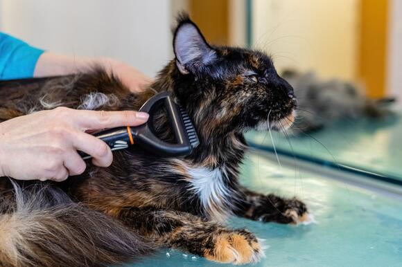 8 Little Rituals That Strengthen the Cat-Human Bond Every Day - NewsBreak