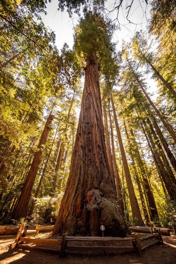 6 Easy Peninsula Redwood Hikes for a Cooler-Weather Reset, All Under an ...