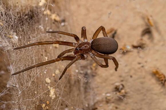 13 Spider Species Thriving in Changing Environments - NewsBreak