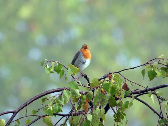 10 Animals That Signal Spring Has Arrived in America - NewsBreak
