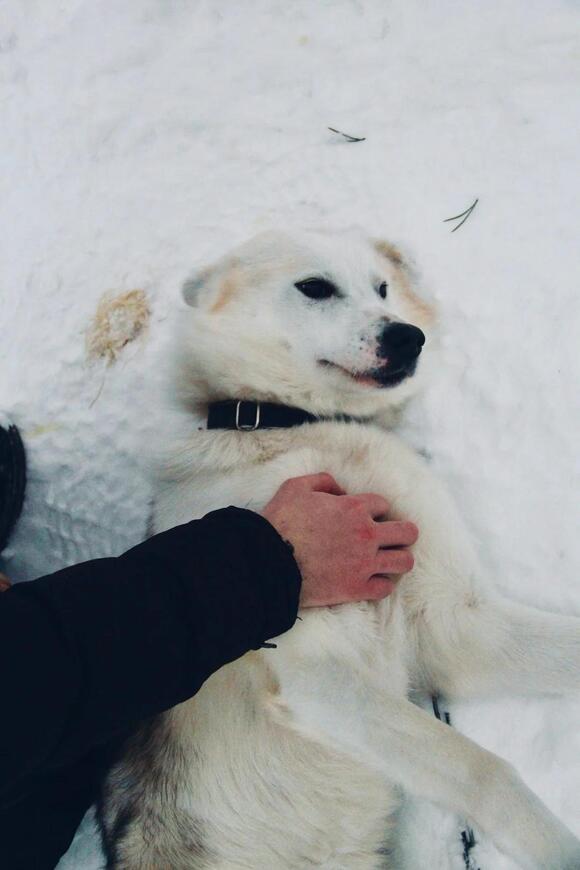 What Pet Owners in Minnesota Must Know About Harsh Winters - NewsBreak