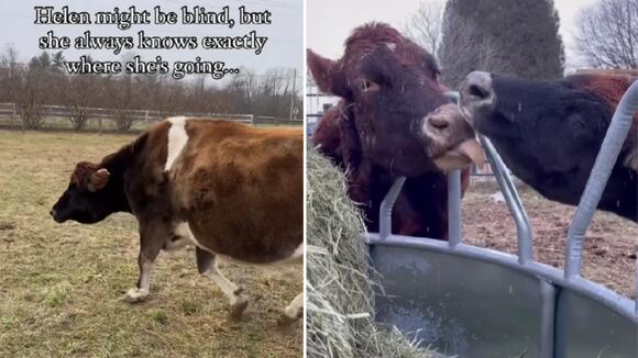 Blind Cow's Lunch Date with Her Sanctuary Bestie Is Full of Pure Joy