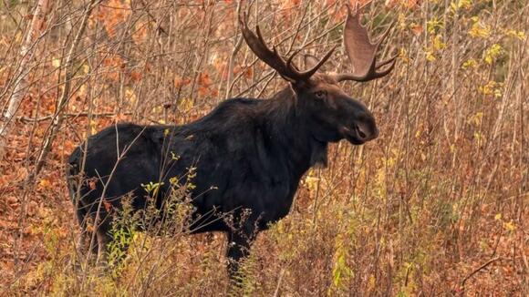 Alaska’s Moose Are Charging More Often – Here’s What Rangers Blame ...