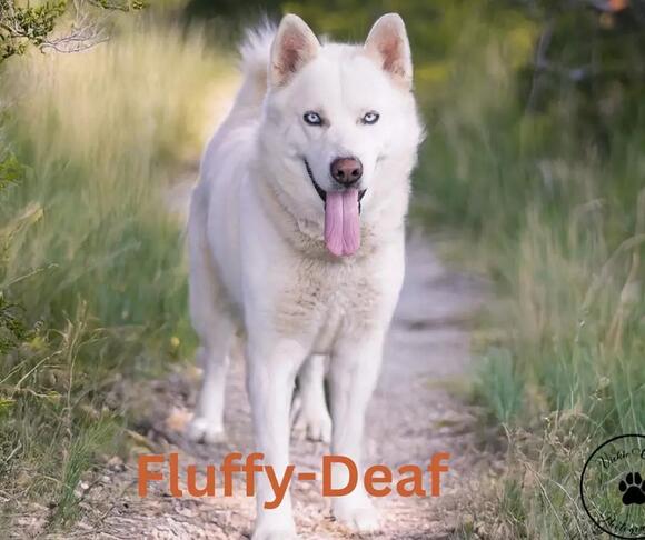 Meet Fluffy The Charming Husky Seeking A Cozy Home In Texas - NewsBreak