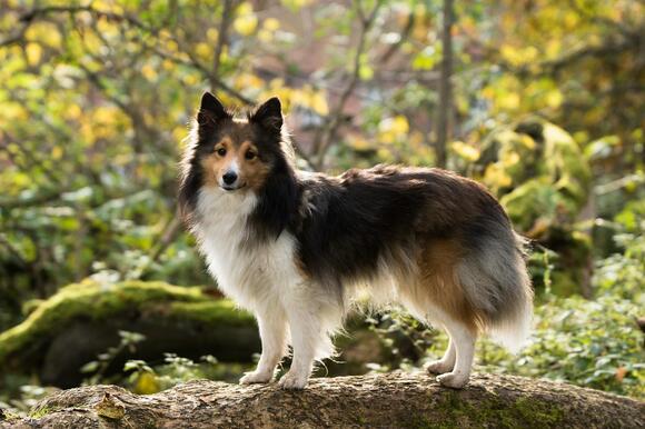 The Most Talkative Dog Breeds and What They’re Saying - NewsBreak
