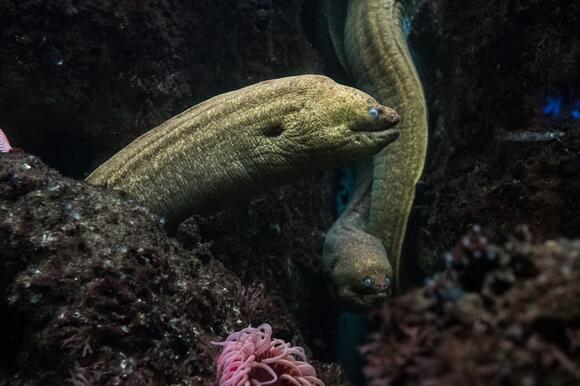 The Science of Electric Eels: How Animals Generate Electricity - NewsBreak