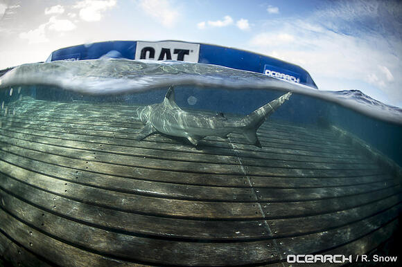 Here's How A live Shark Ended Up Inside This Popular NJ Bar - NewsBreak