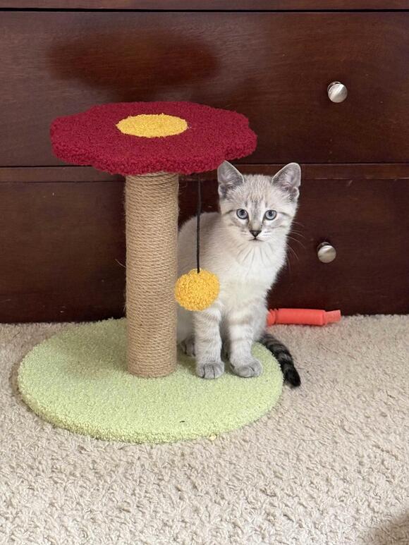 🐱 Playful & Loving Cats Ready for Adoption in Garden City - NewsBreak