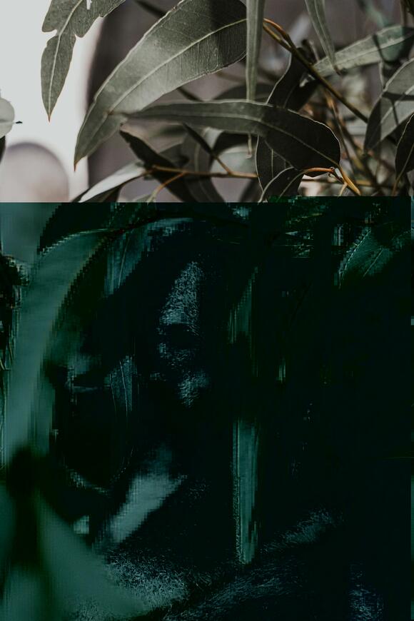 Koalas and the Eucalyptus Puzzle: How a Toxic Diet Shaped an Iconic ...