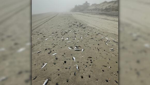 Countless dead fish wash up on shores of Outer Banks, Virginia Beach ...