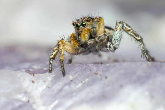 Unearth the Reality of Ohio’s Venomous Spiders - NewsBreak