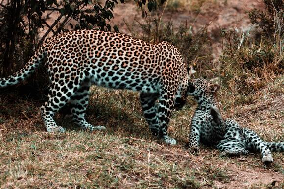 Big Cat Mothers: What They Risk to Raise Their Cubs - NewsBreak