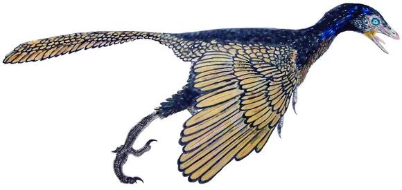 The Evolution of Dinosaur Feathers Was More Diverse Than Previously ...