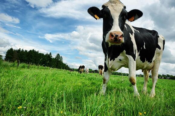 History of Cattle Mutilation + Conspiracy Theories in Colorado - NewsBreak