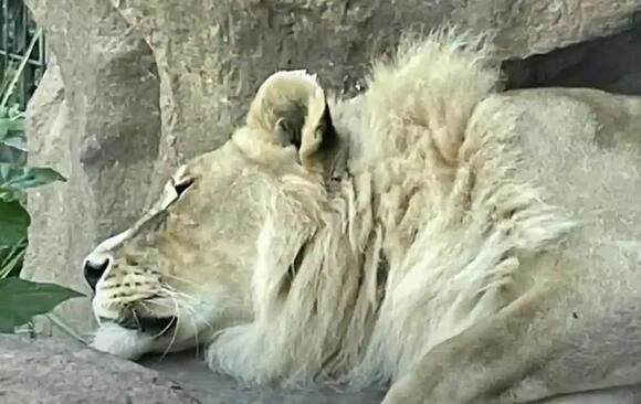 Scientists left baffled after 18-year-old female lion grows a mane ...
