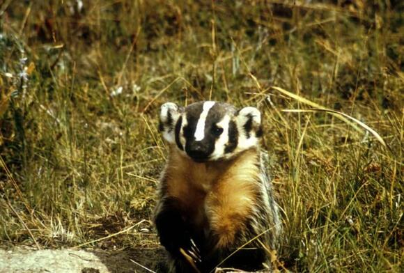 8 Features That Make Badgers So Formidable - NewsBreak