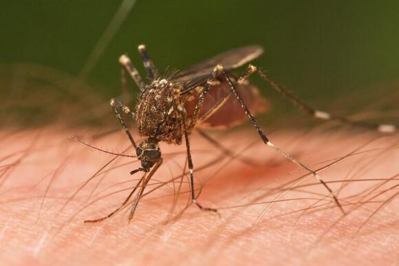 Brazil’s Atlantic Forest – Deforestation Drives Mosquitoes Toward Human ...