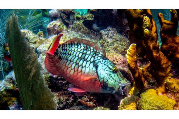 10 Marine Species That Rely on Coral Reefs to Survive - NewsBreak