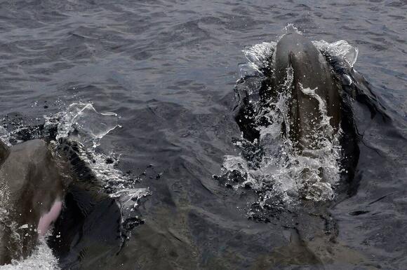 How Rough-Toothed Dolphins Got Their Name - NewsBreak