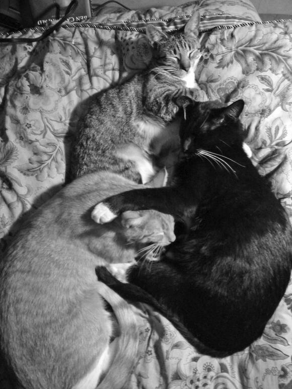 Aransas Pass Animal Cruelty Case Investigated - NewsBreak