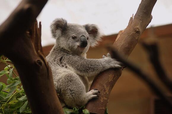 21 Reasons Why You Should Keep Your Distance from Wild Animals - NewsBreak