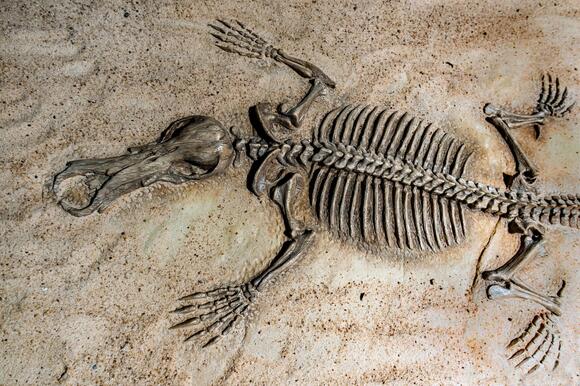 Could You Dig Up a 1,000-Year-Old Bone That’s Not Fossilized Yet ...