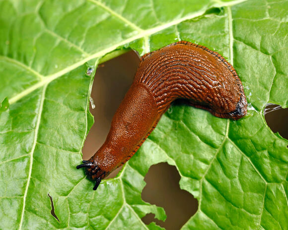6 Garden Pests to Watch for in June – Don't Wait! Eliminate Them Before ...