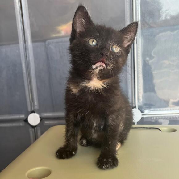 🐱 Playful & Loving Cats Ready for Adoption in Redwood City - NewsBreak