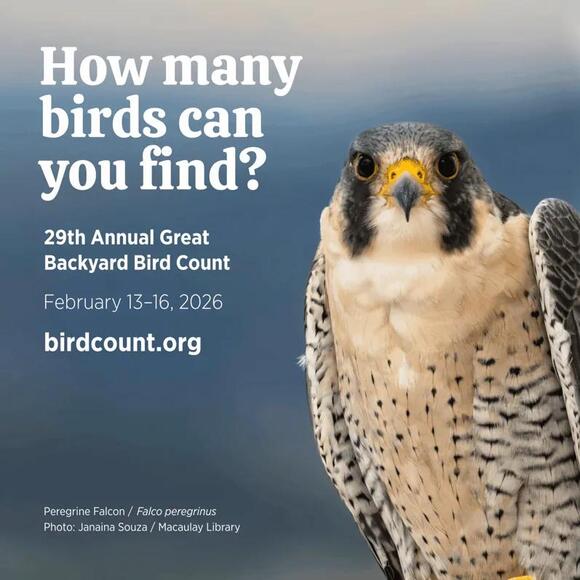 29th Annual Great Backyard Bird Count Begins Friday - NewsBreak