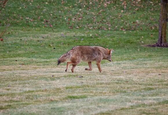 Animal Behaviorists Say Coyotes Often Travel the Same Routes Every ...