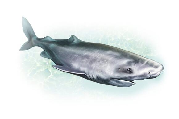 This Ocean Creature Moves the Slowest—but Lives the Longest - NewsBreak