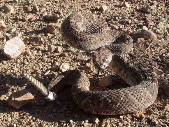 14 Fascinating Facts About the Eastern Diamondback - NewsBreak
